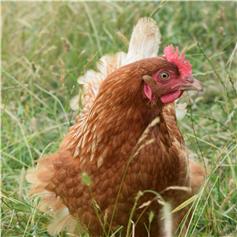 Chickens - Point of Lay