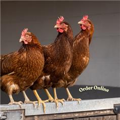 Chickens - Point of Lay