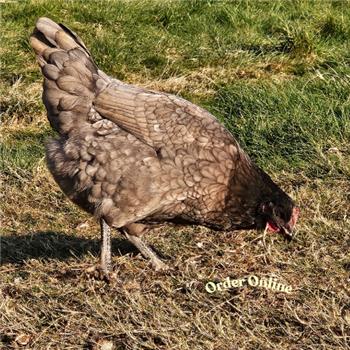 Beechwood Blue chicken