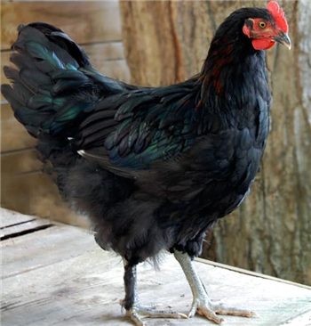 Copper Black Maran Chicken