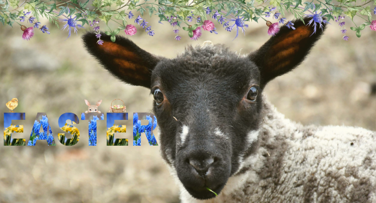 'Hands on' farm fun, Oxfordshire and Swindon - Farmer Gow's